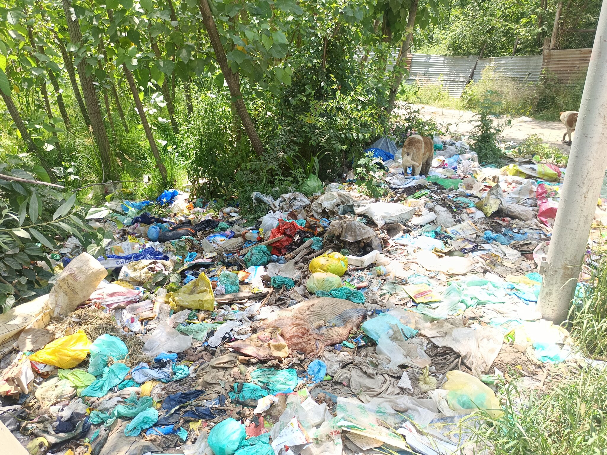 Dumping Site Fuels Stray Dog Problem in Galwanpora